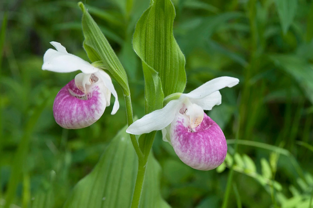 9 Places to See Beautiful Flowers This Spring and Summer