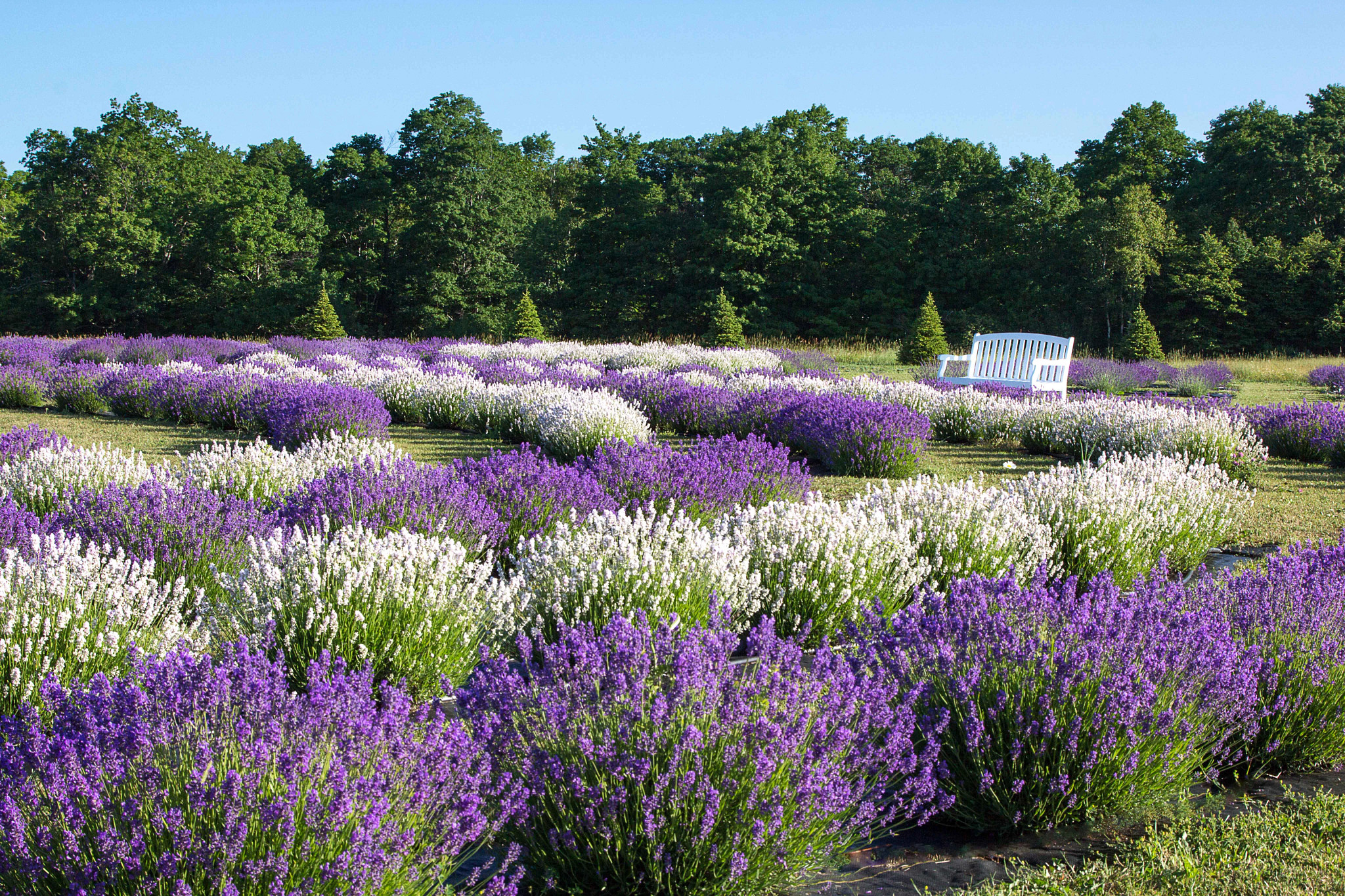 9 Places to See Beautiful Flowers This Spring and Summer