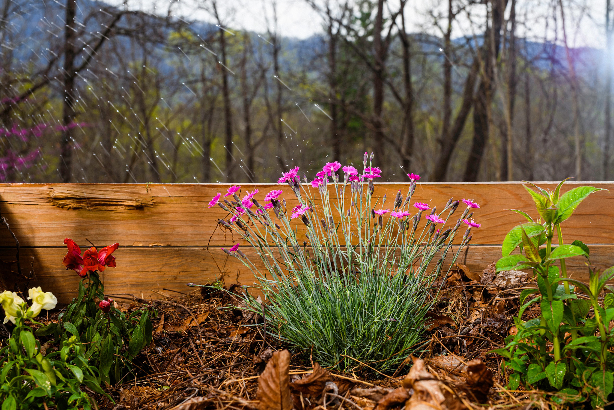 Mulching Guide: The Type to Use, and Where and How to Do It