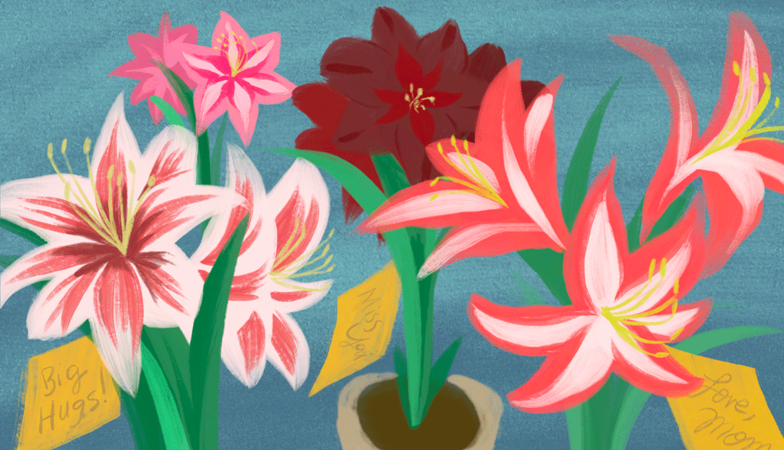 How the Amaryllis Plant Helped My Broken Heart Heal